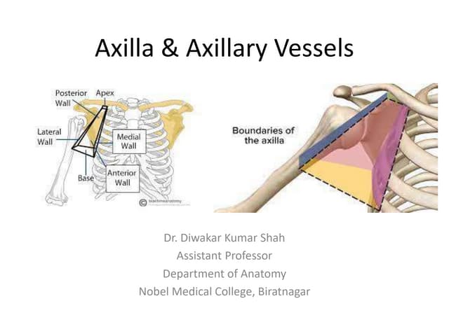 Anatomy of Axilla | PPTX
