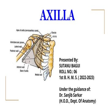 Axilla.pptx