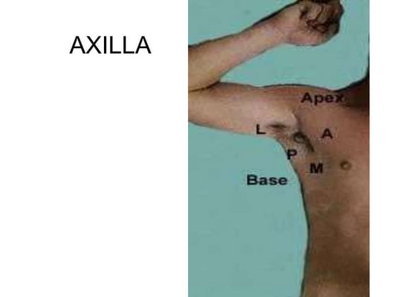 1. axilla.pptx