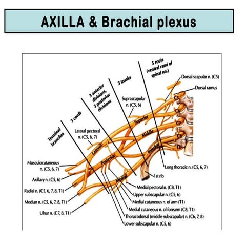 Axillary fossa_12.7.23.pptx