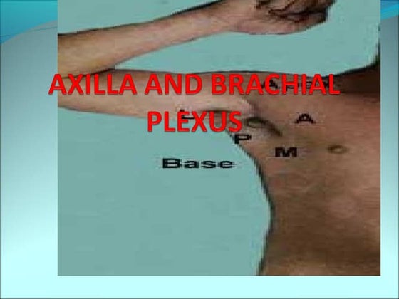 4-AXILLA.ppt anatomy of the axillary region | PPT