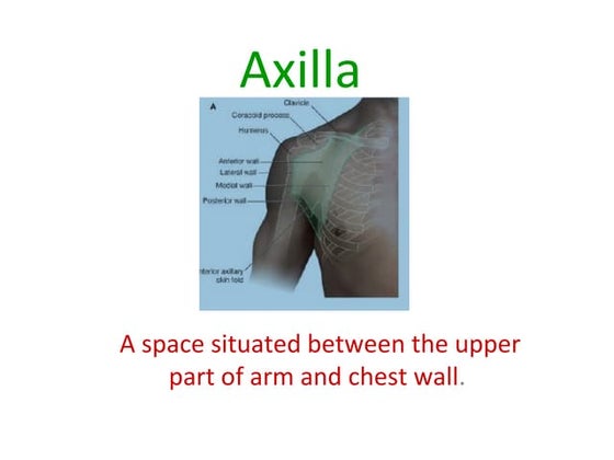 4-AXILLA.ppt anatomy of the axillary region | PPT
