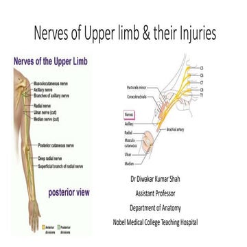Axillary, Musculocutaneous & Radial Nerve.pptx
