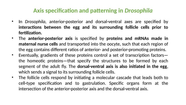 Axes and pattern formation in drosophila.pptx