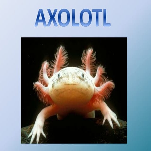 Axolotls | PPTX