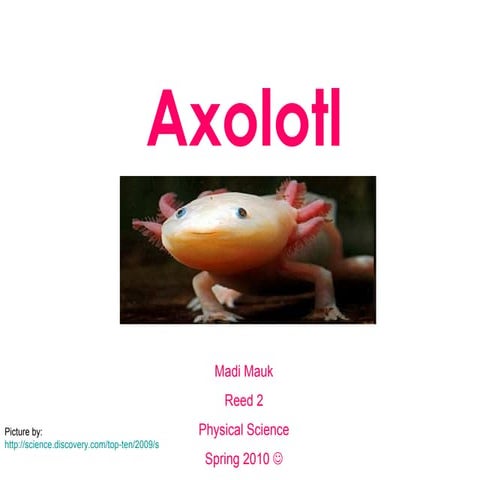 Axolotl slide show | PPT