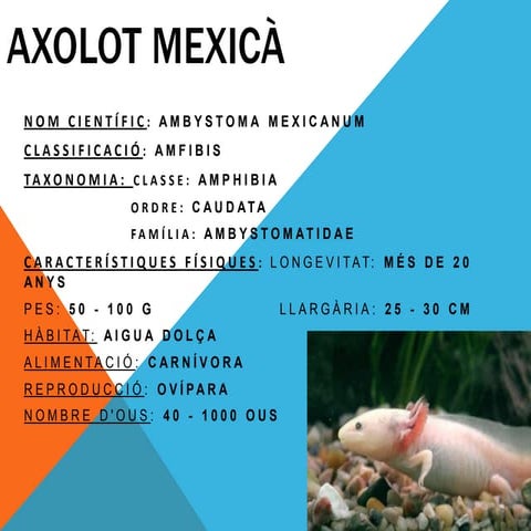 Axolot mèxica | PPTX