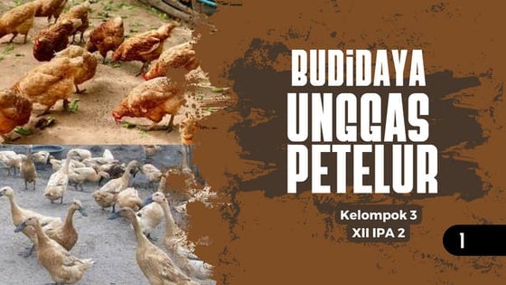 Contoh Proposal Usaha Budidaya Ayam Petelur | KEWIRAUSAHAAN | DOCX