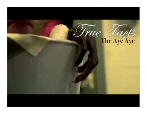 Major Body Organs | PDF