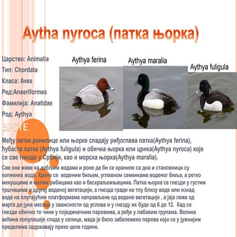 Aytha nyrocа - патка њорка | PPTX