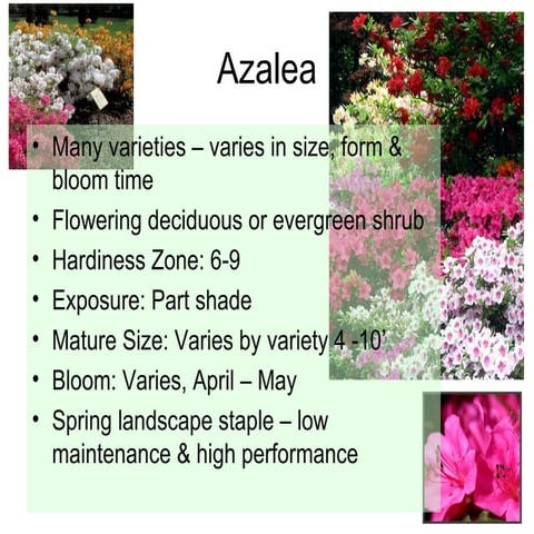 Azalea | PPT