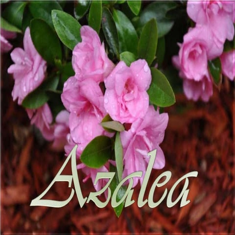 Azalea | PPSX