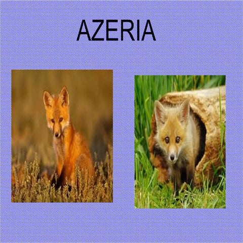 Azeria | ODP