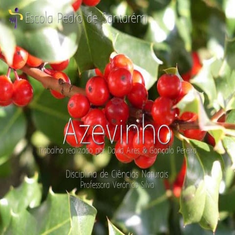 Azevinho | PPTX