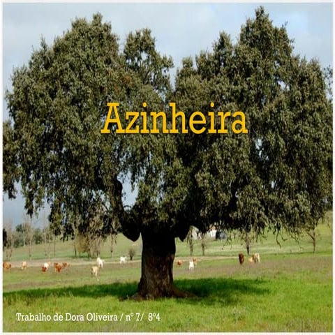 Azinheira ( Vegetação) | PPT