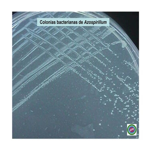Azospirillum | PDF