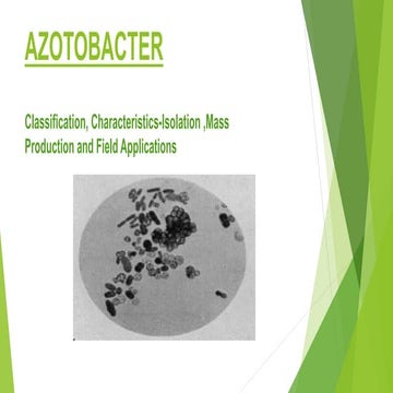 Azotobacter .pptx