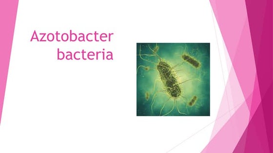 Azotobacter spp. | PPTX | Agriculture | Industries