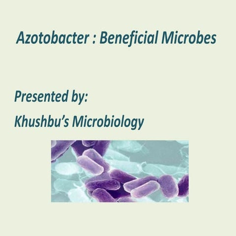 Azotobacter beneficial microbes | PPT
