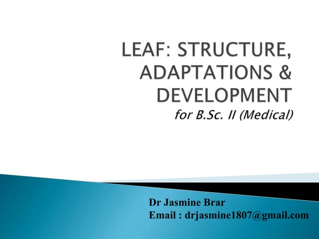 Nodal anatomy, Leaf development & Phyllotaxy | PPTX