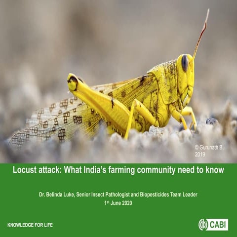 Locust attack: what india's farming community need to know | PDF
