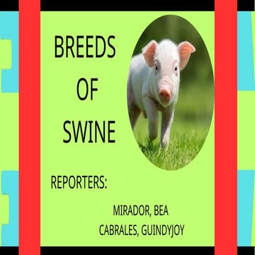 The different breeds of swine | PPTX