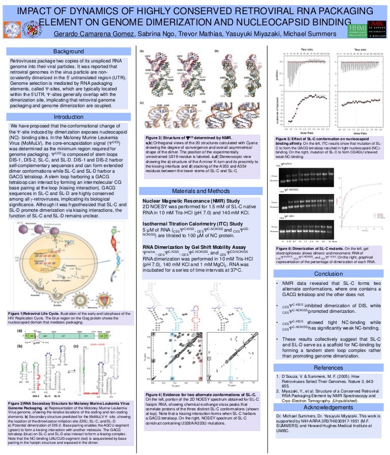 MMLV RNA Project Poster Summer 2010