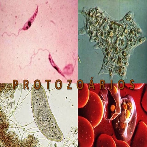 B1 protozoários | PPT