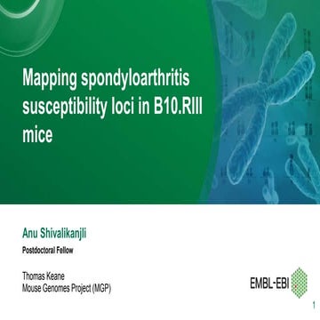 Mapping spondyloarthritis susceptibility loci in B10.RIII mice | PPT