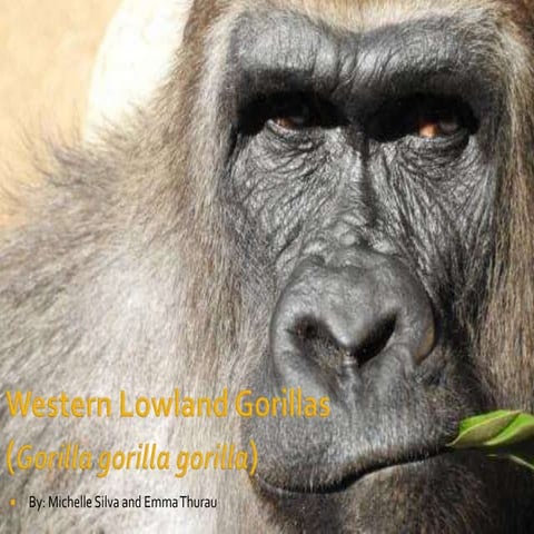 Western Lowland Gorillas | PPTX