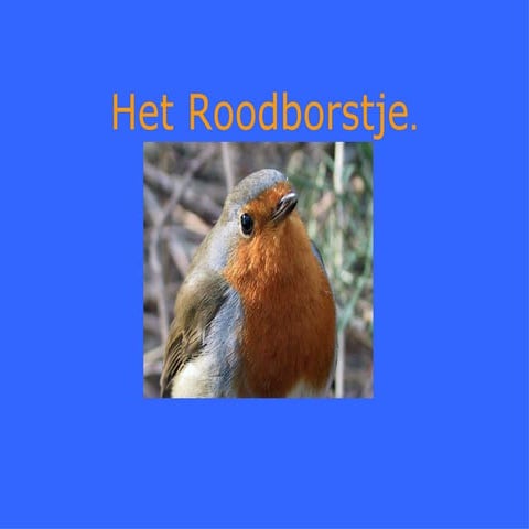 B1e het roodborstje | PPT