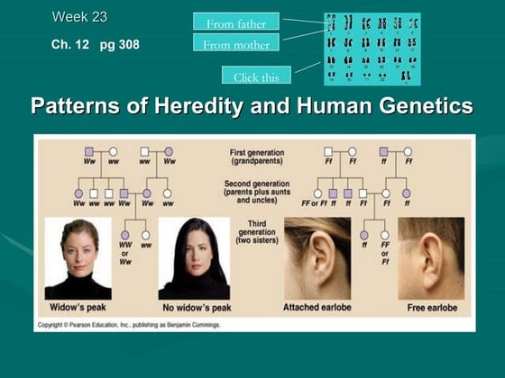 Human Evolution | PPT