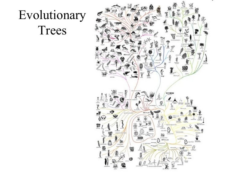 B31 evolutionary trees