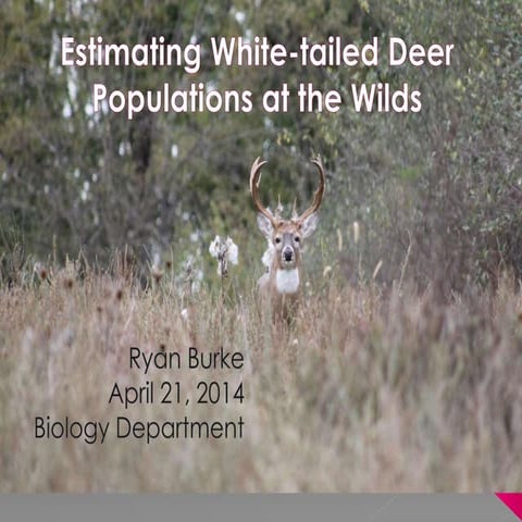 White tailed deer | PPTX