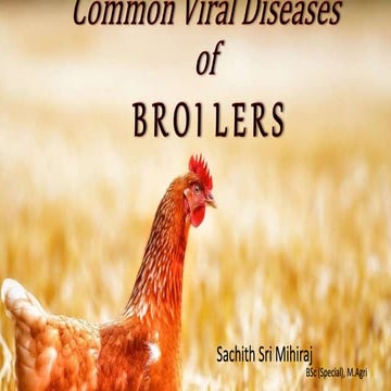 Common Viral Diseases in Broiler Chicks | PPT