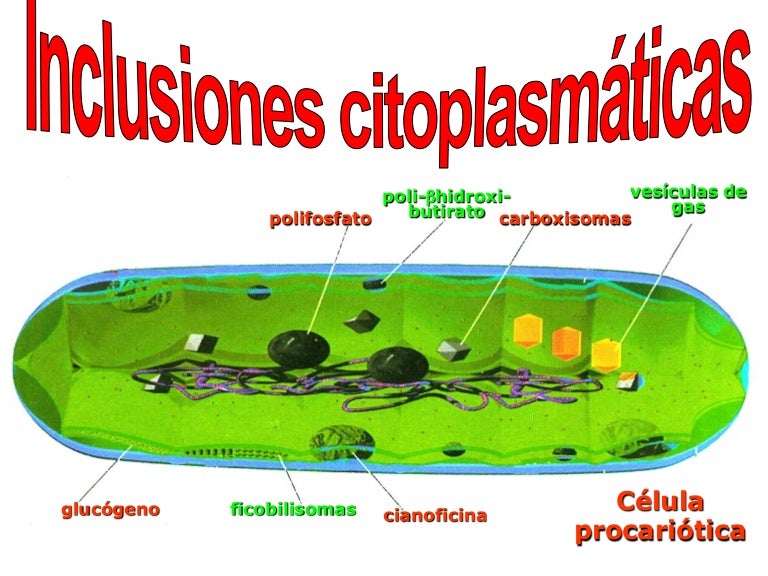 Inclusiones citoplasmaticas