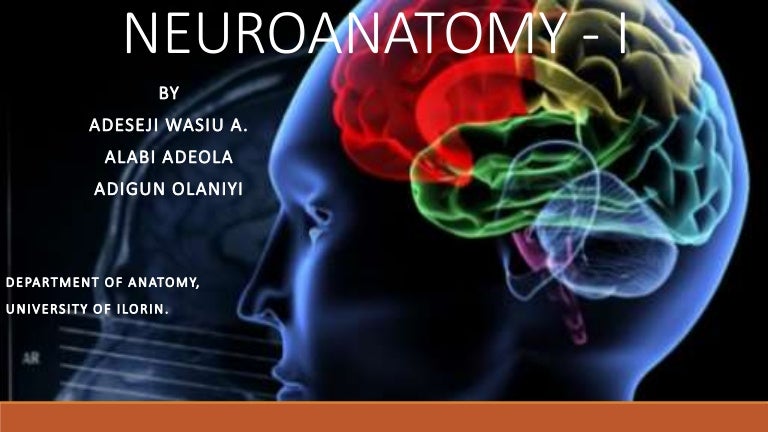 Neuroanatomy Quiz