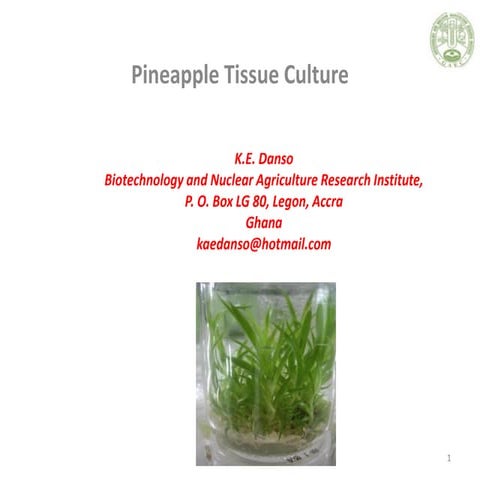 B4FA 2013 Ghana: Pineapple tissue culture - Kenneth Danso | PDF