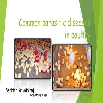 Common Parasitic Diseases in Poultry | PPTX