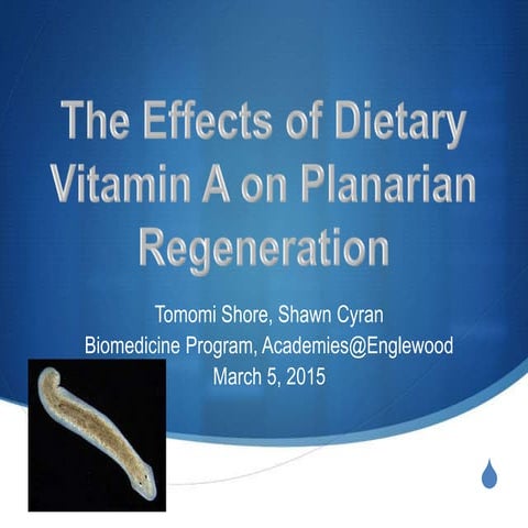 Planarian Regeneration Head