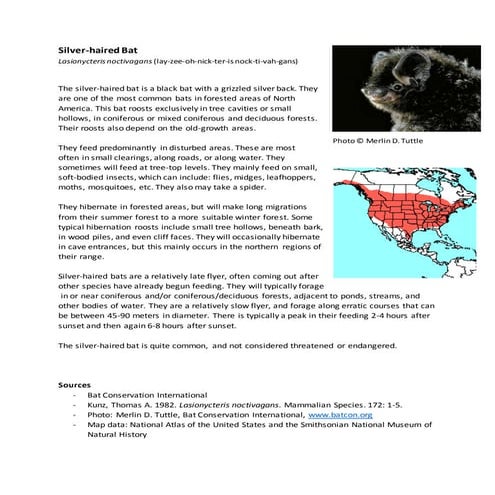 Silver-haired bat | PDF