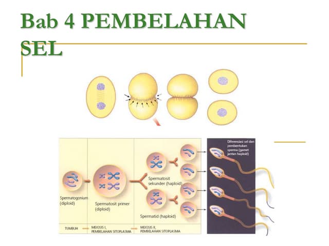 pembelahan sel | PPT