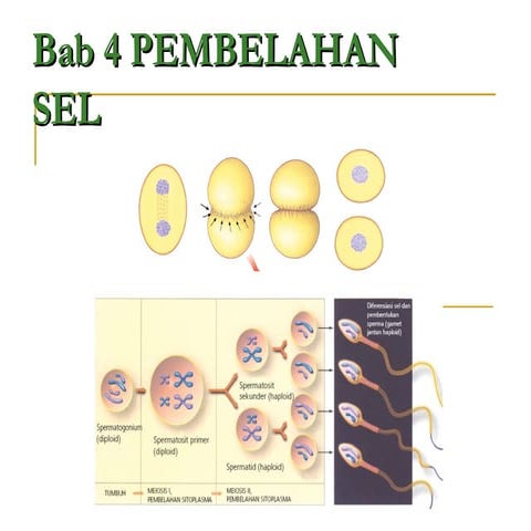 bab-4-pembelahan-sel kelas XII ok sip.ppt