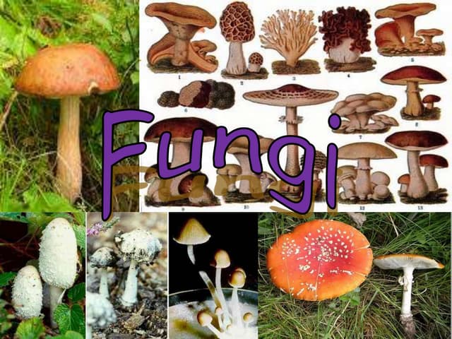 Presentasi Jamur (fungi) | PPTX