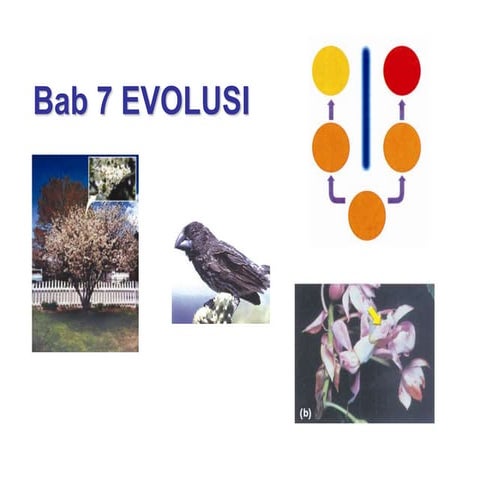 bab-7-evolusi.ppt