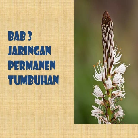 JARINGAN PERMANEN DEWASA TUMBUHAN ppt.pptx