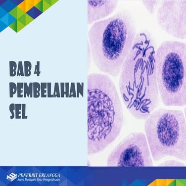 BAB 4 fix.pptx pembelahan sel kel 12 kuirikulm k 13 | PPT