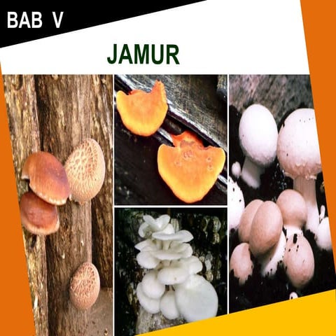 Bab 5 jamur | PPTX