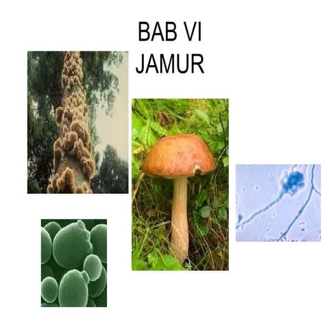 Bab 6.jamur | PPT