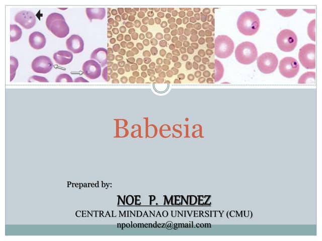 Ticks and the Diseases they Carry | PPTX